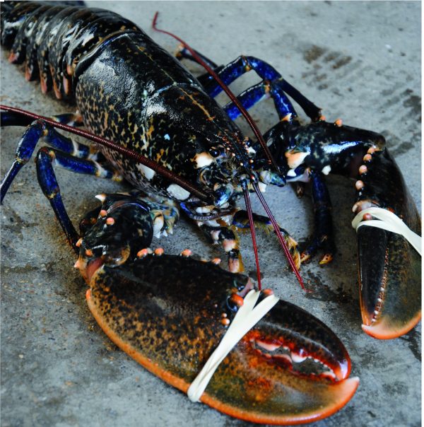 Homar Europejski (żywy) - ASTHON