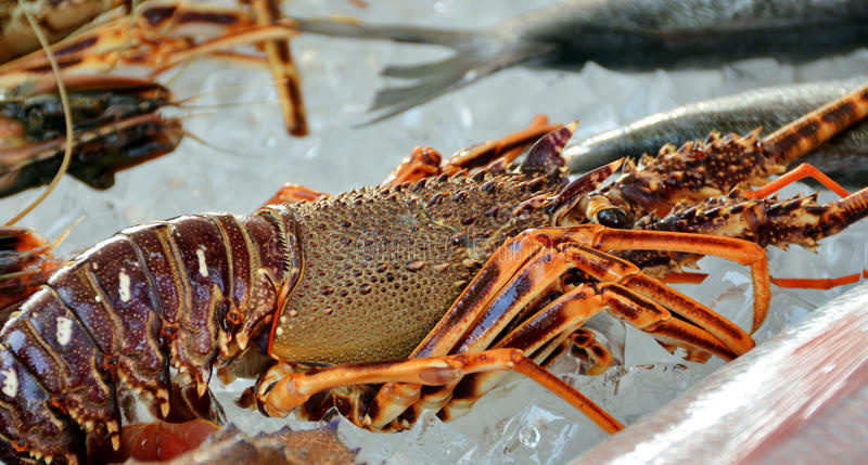 Langusta (mrożona) surowa – ASTHON